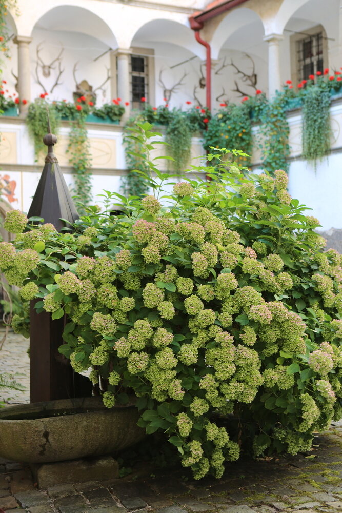 Carl Philip Clam-Martinic | MyHomestory